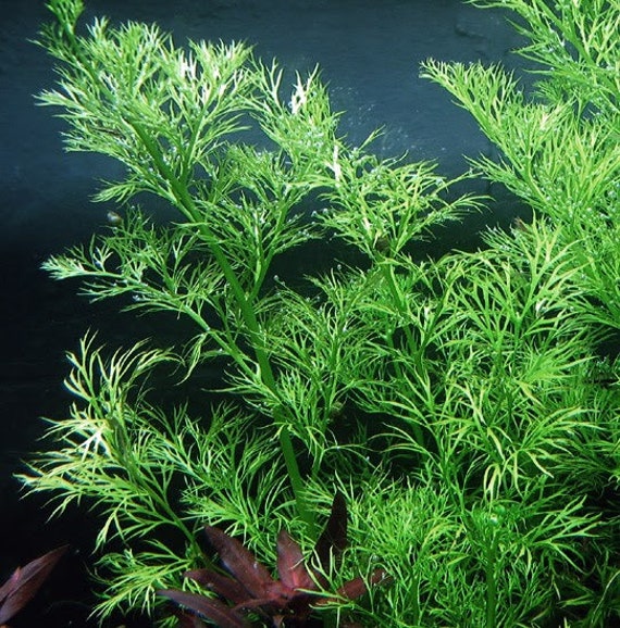 Indian Fern Plant