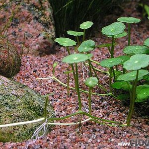 BUY 2 GET 1 FREE Brazillian Pennywort (hydrocotyle Sp)-easy Live ...