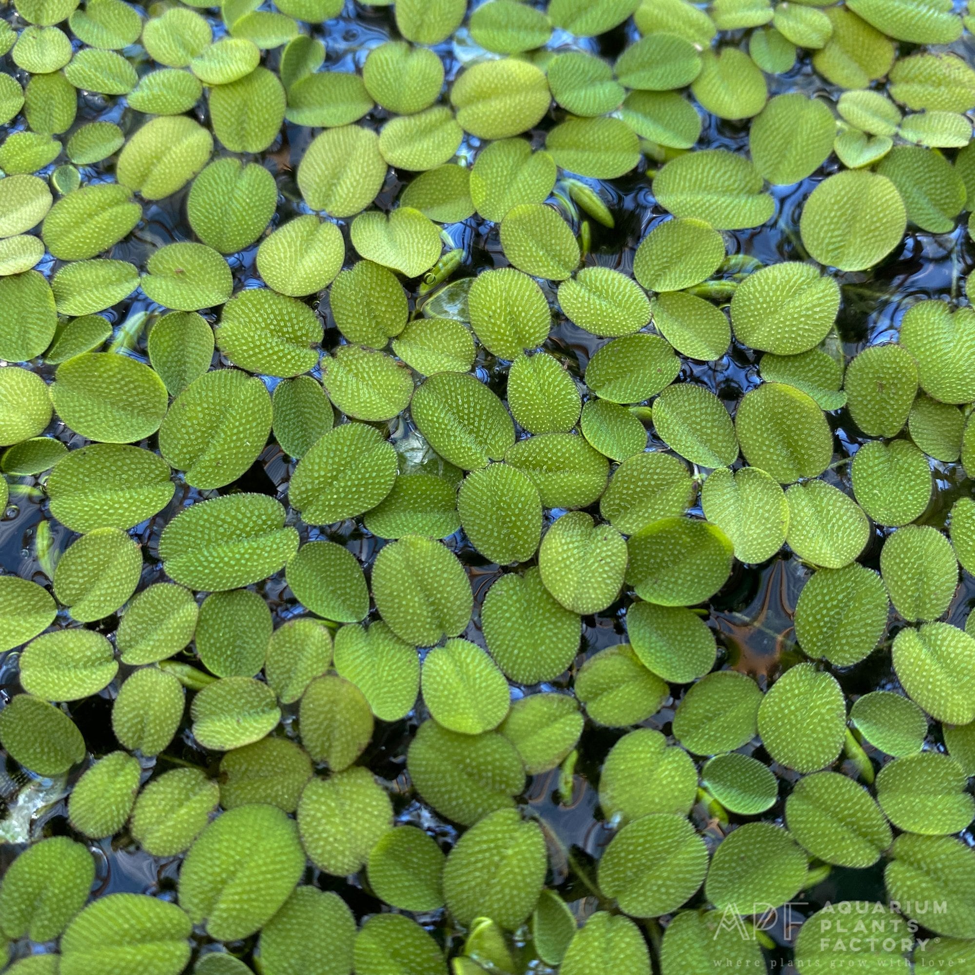 BUY 2 GET 1 FREE Floating Water Spangles (Salvinia Minima) — Florida ...