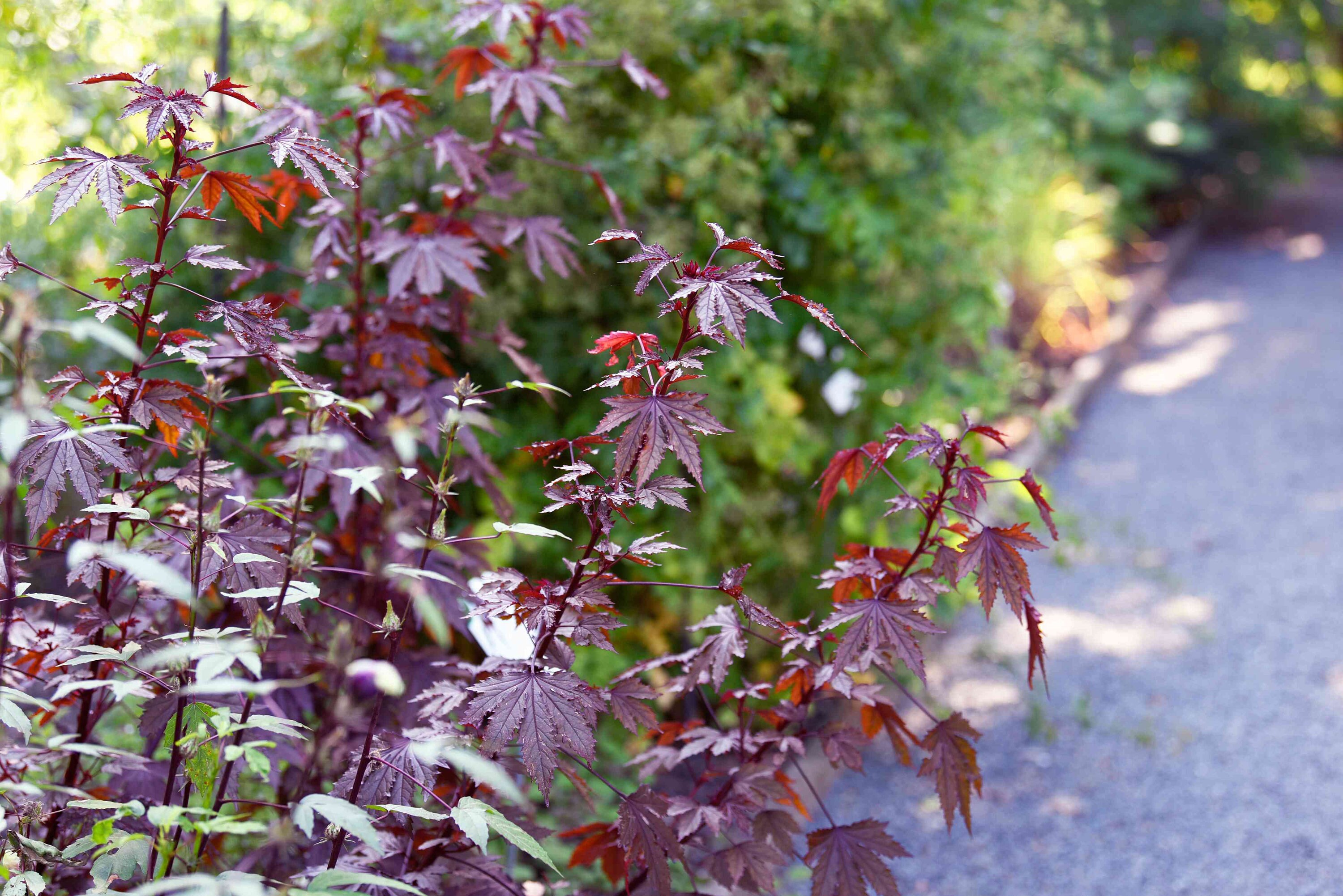 Marginal Plants — Aquatic Plants — Florida Aquascaping
