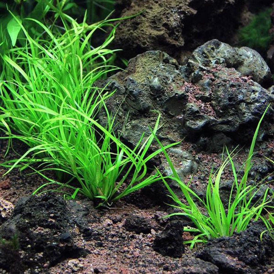 BUY 2 GET 1 FREE Juncus Repens-easy Live Aquarium Pond Aquatic Plant - Etsy
