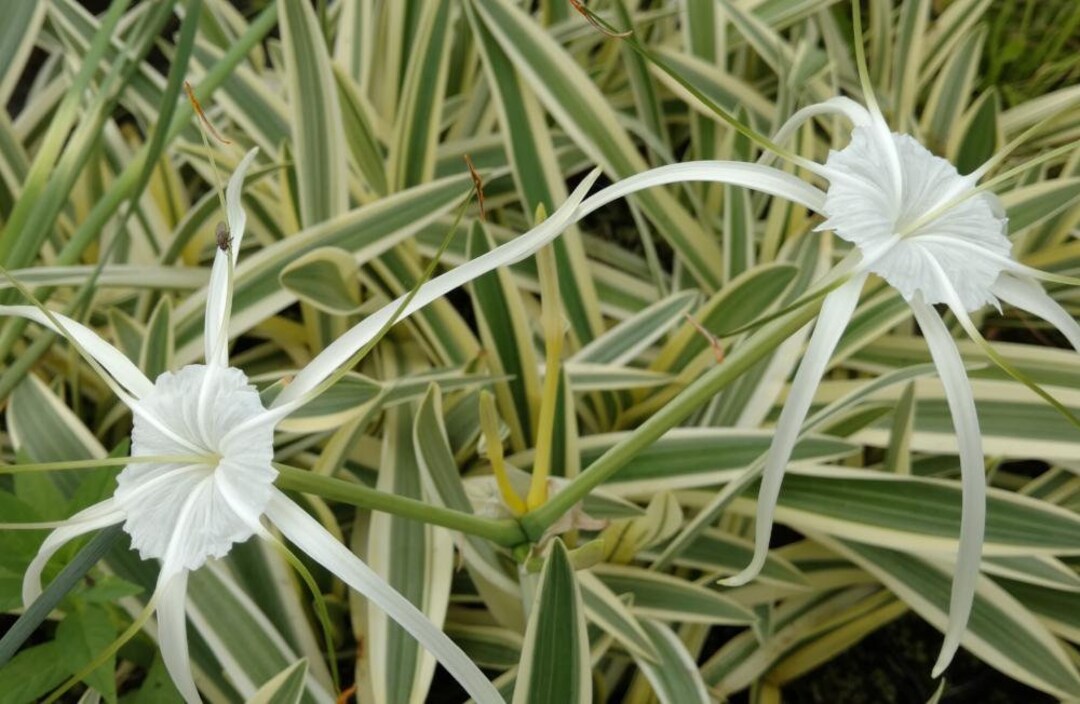 BUY 2 GET 1 FREE Variegated Spider Lily (hymenocallis Caribaea)-live ...