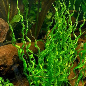 BUY 2 GET 1 FREE Corkscrew Sword! (echinodorus 'vesuvius')-easy Live ...