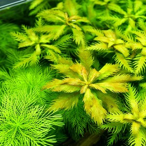 BUY 2 GET 1 FREE Mermaid Weed (proserpinaca Palustris)-easy Live ...