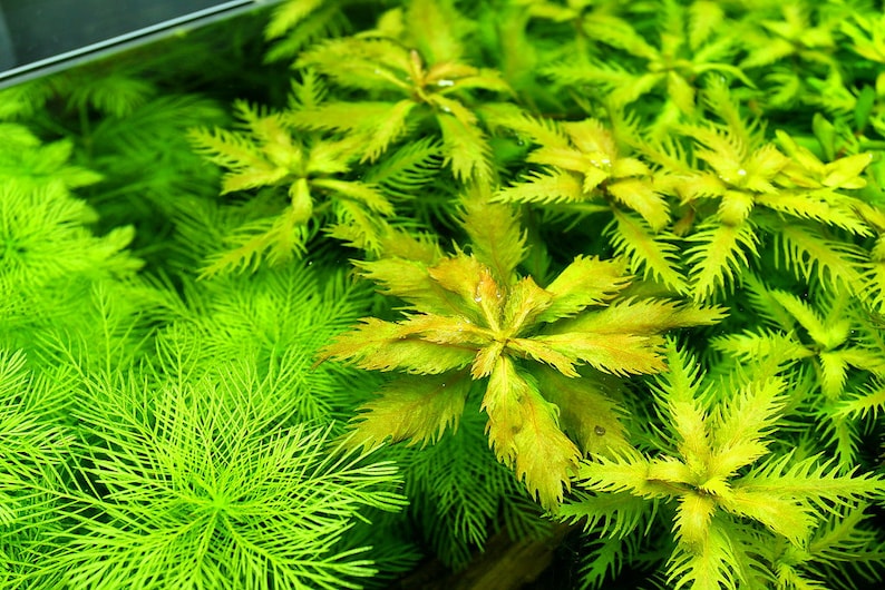 BUY 2 GET 1 FREE Mermaid Weed (proserpinaca Palustris)-easy Live ...