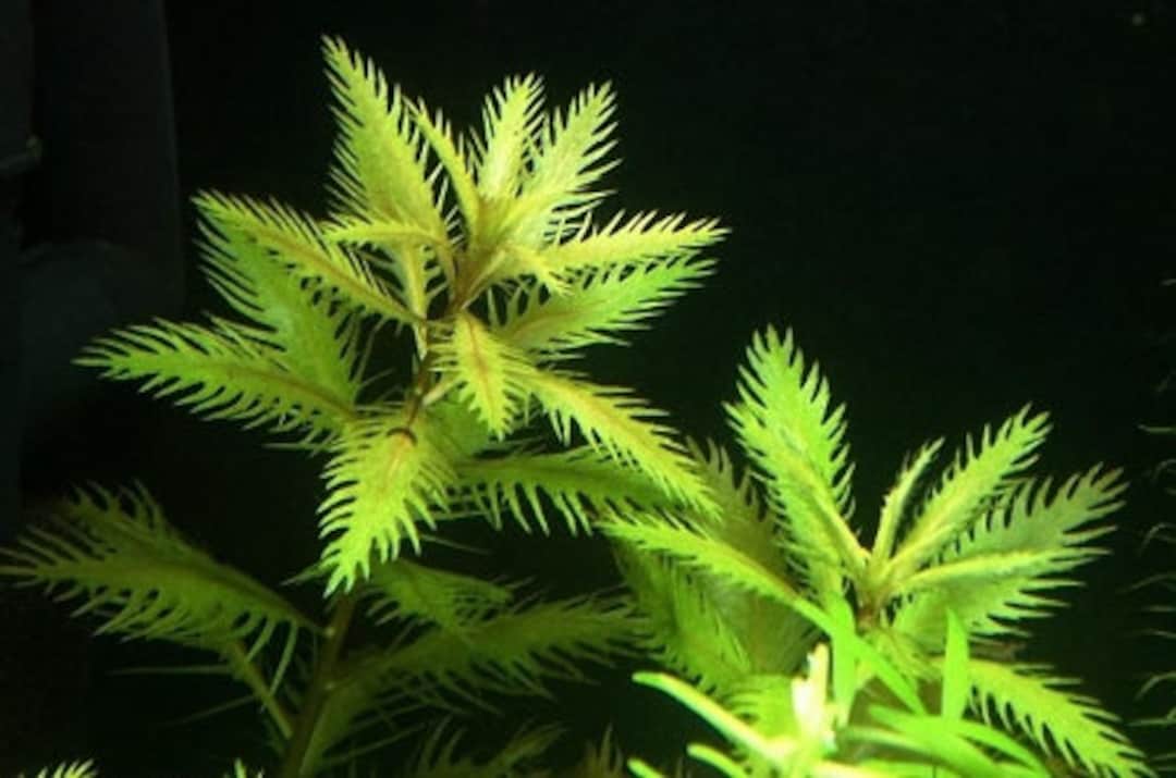 BUY 2 GET 1 FREE Mermaid Weed (proserpinaca Palustris)-easy Live ...