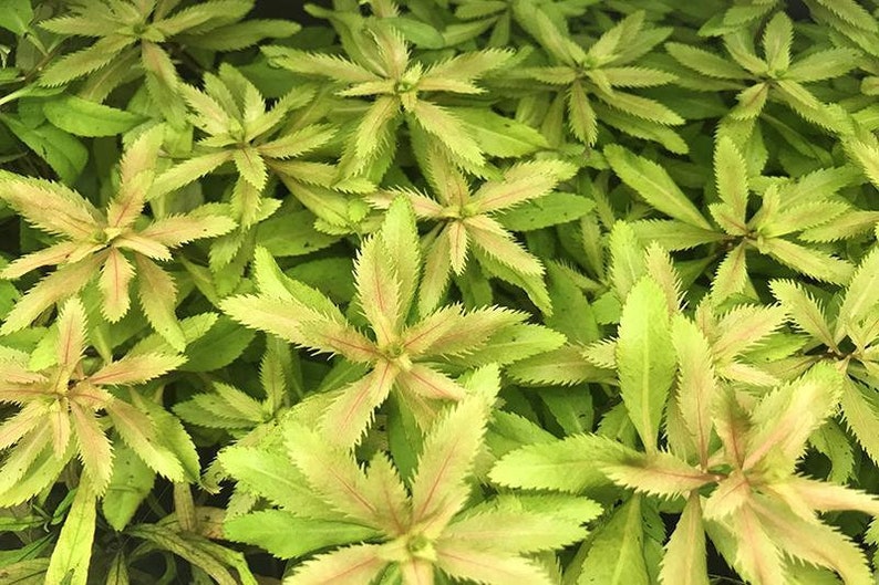 BUY 2 GET 1 FREE Mermaid Weed (proserpinaca Palustris)-easy Live ...