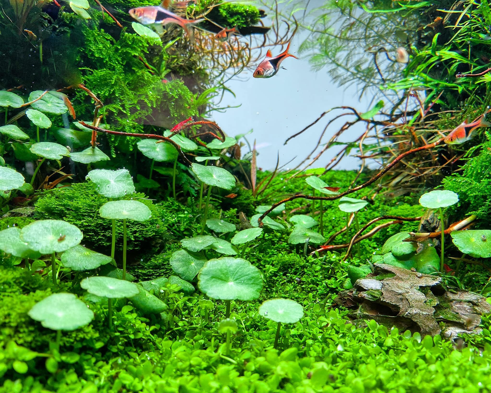 BUY 2 GET 1 FREE Pennywort (hydrocotyle Sp)-easy Live Aquarium Pond ...