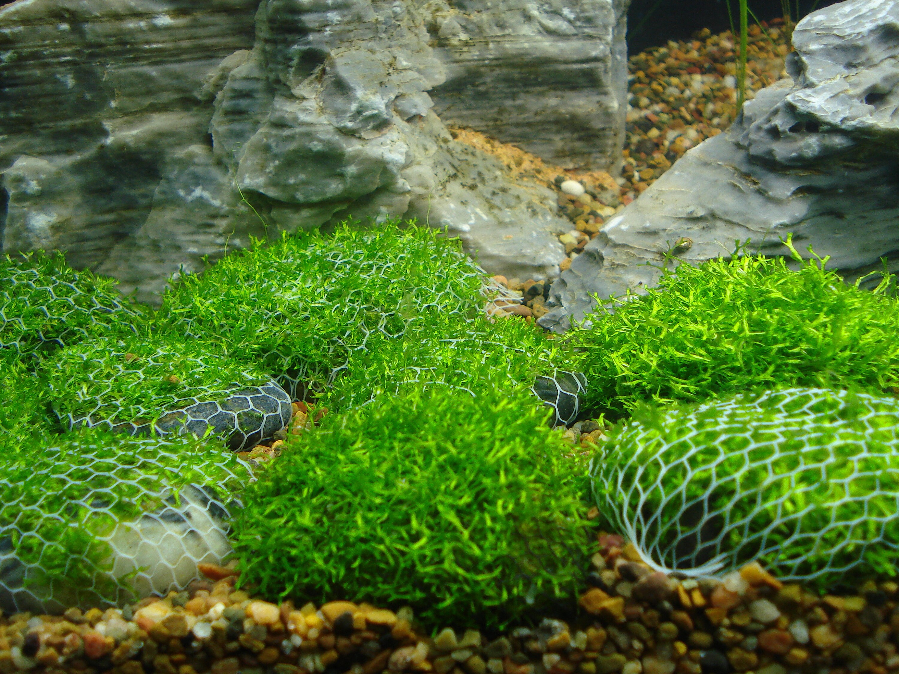 BUY 2 GET 1 FREE Riccia Fluitans Crystalwort Easy Live | Etsy