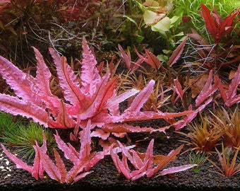 1 Pink Flamingo Crypt Plant Live Aquarium Plants Free S/h Live Aquatic ...