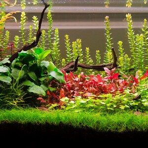 BUY 2 GET 1 FREE Scarlet Temple (alternanthera Reineckii)-easy Live ...