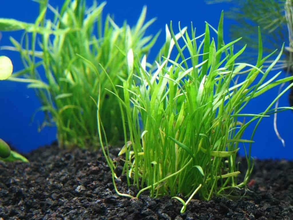 BUY 2 GET 1 FREE Micro Sword (Lilaeopsis Brasiliensis) — Florida ...