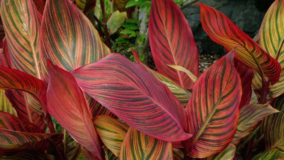 Marginal Plants — Aquatic Plants — Florida Aquascaping