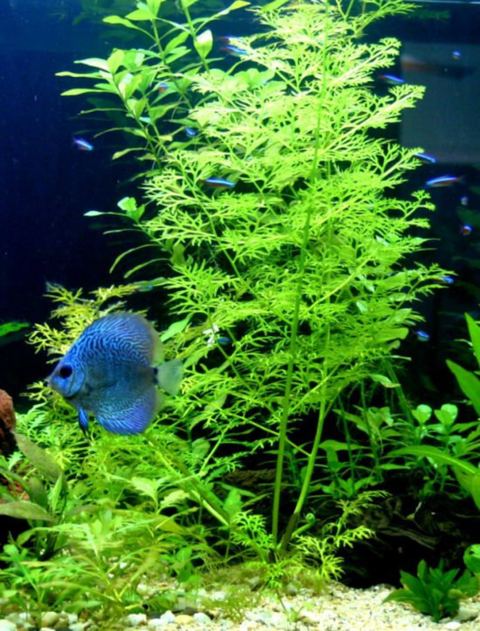 BUY 2 GET 1 FREE Water Sprite water Fern, Indian Ferneasy Live Aquarium ...