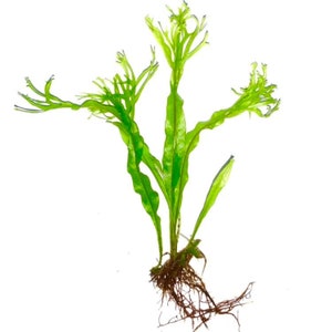 BUY 2 GET 1 FREE Java Fern windelov lacey Java Ferneasy Live Aquarium ...