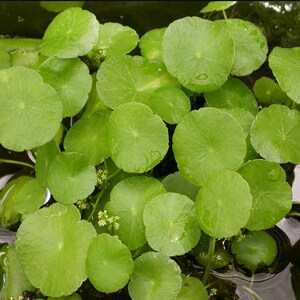 BUY 2 GET 1 FREE Pennywort (hydrocotyle Sp)-easy Live Aquarium Pond ...