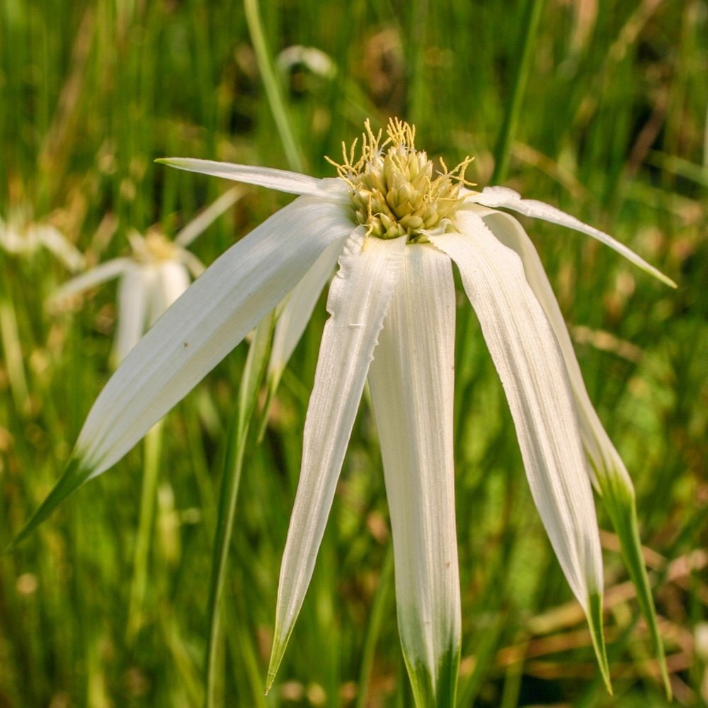 White Star Grass (White Star Sedge-Dichromena Colorata) — Florida ...