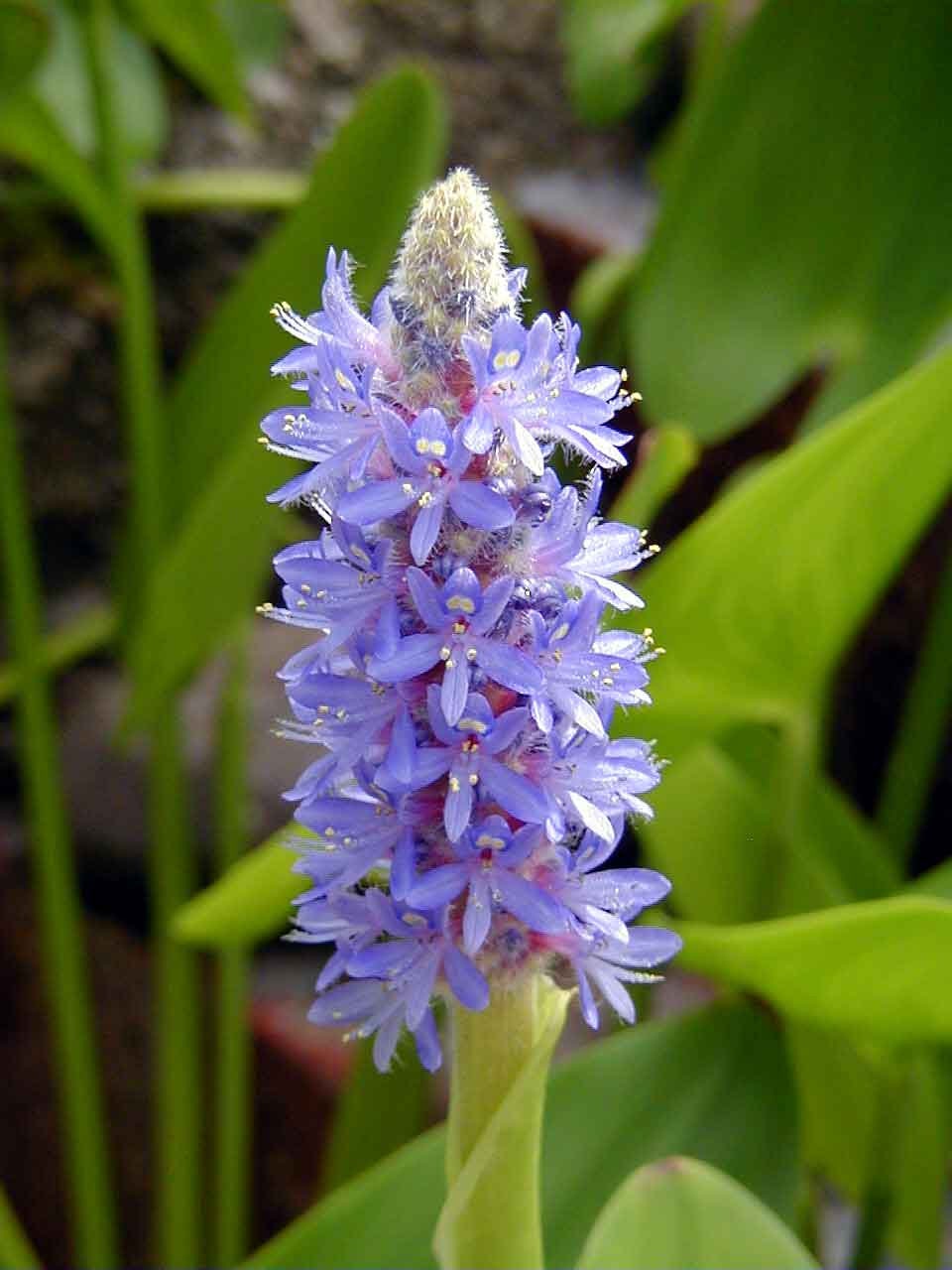 2 Purple Pickerel Rush Pontederia Cordata Easy Live Pond | Etsy