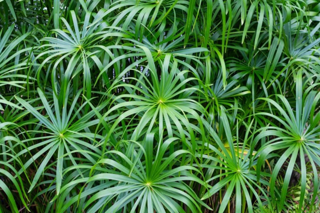 BUY 2 GET 1 FREE Umbrella Palm 'baby Tut'! (cyperus Gracilis)-live ...