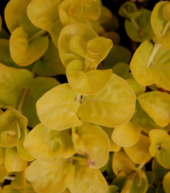 BUY 2 GET 1 FREE Golden Lloydiella-golden Creeping Jenny | Etsy