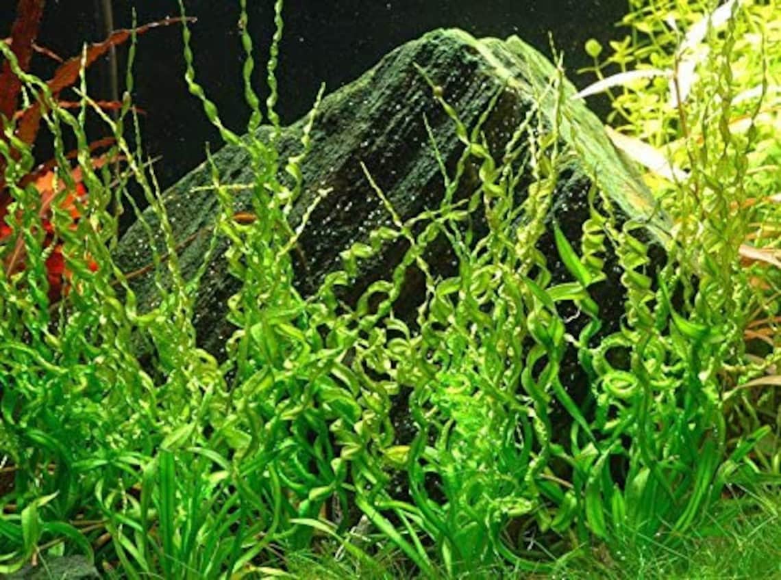 BUY 2 GET 1 FREE Corkscrew Sword echinodorus Vesuviuseasy - Etsy