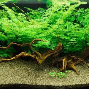 BUY 2 GET 1 FREE Water Sprite (water Fern, Indian Fern)-easy Live ...