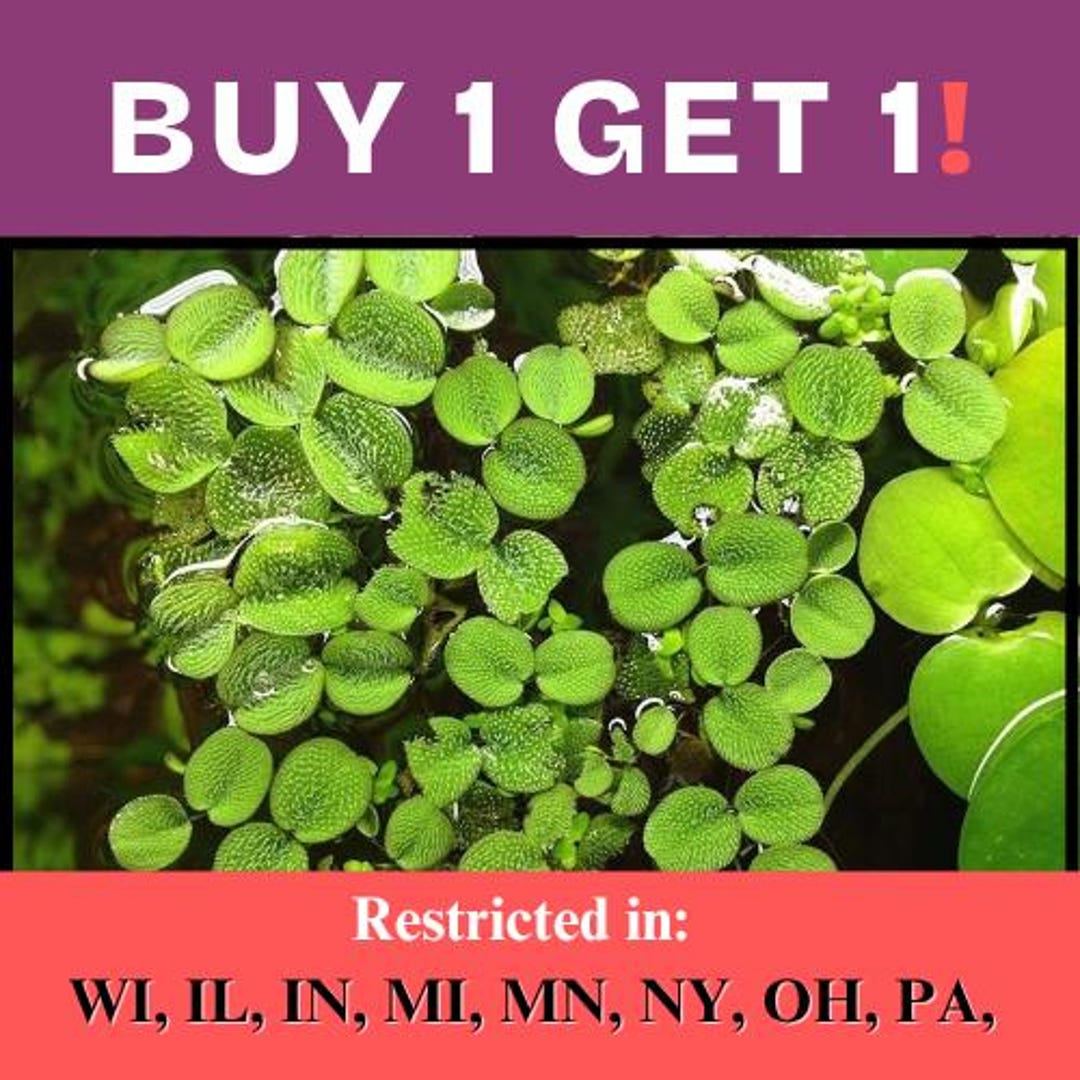 BUY 1 GET 1 FREE (large 60+!)floating Water Spangles (salvinia)-easy ...