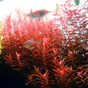 BUY 2 GET 1 FREE Rotala Vietnam H'ra-easy Live Aquarium Pond Aquatic ...