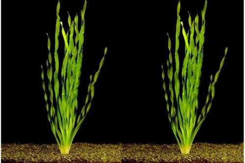 BUY 2 GET 1 FREE Corkscrew Val! (Vallisneria Contortionist) — Florida ...