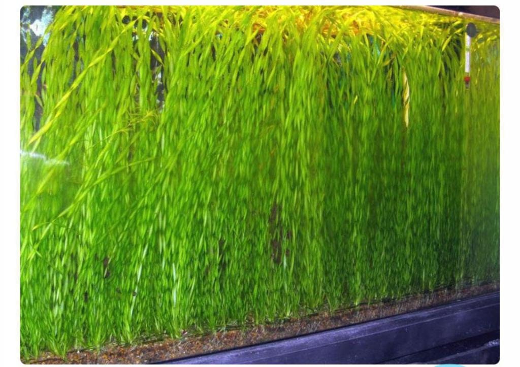 BUY 2 GET 1 FREE Corkscrew Val vallisneria - Etsy