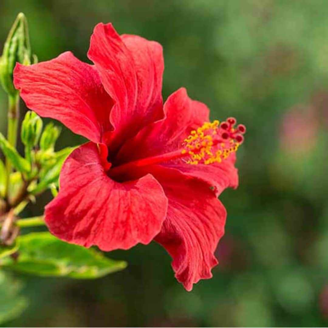 BUY 2 GET 1 FREE Red Hibiscus 'dwarf Luna'live Aquatic Marginal Starter ...
