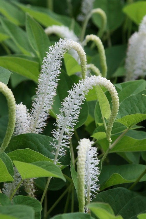 BUY 2 GET 1 FREE Chinese Lizard Tail saururus Chinensislive - Etsy