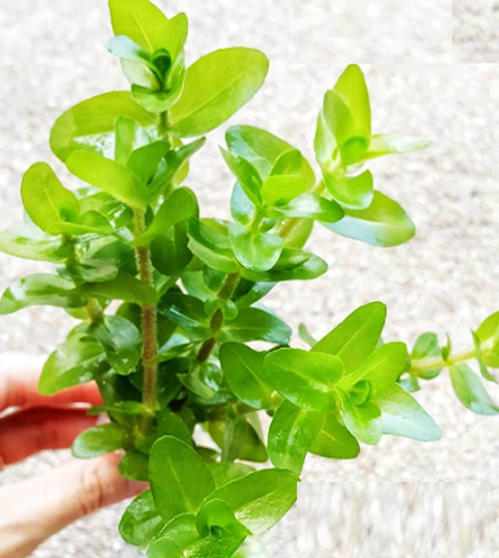 BUY 2 GET 1 FREE Bacopa Caroliniana lemon Bacopaeasy Live - Etsy
