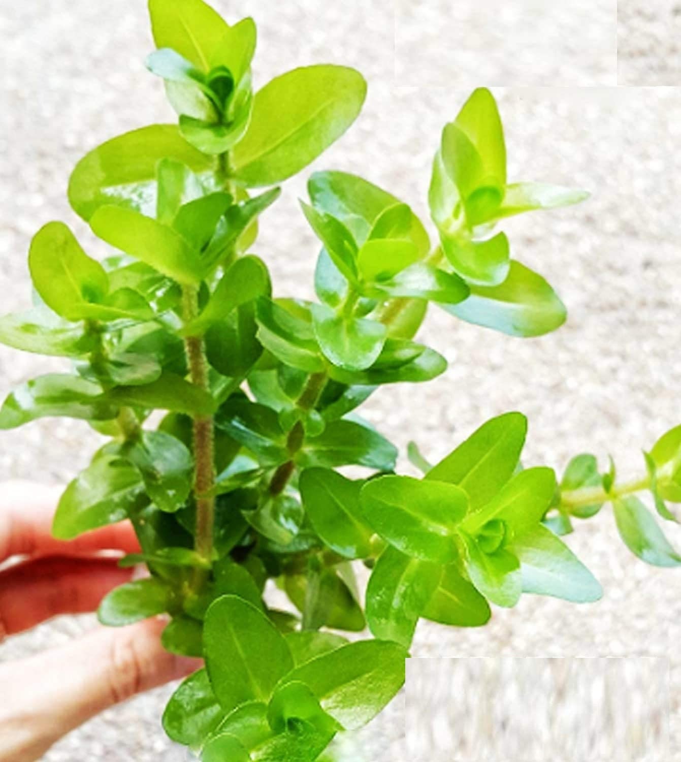 BUY 2 GET 1 FREE Bacopa Caroliniana lemon Bacopaeasy Live - Etsy