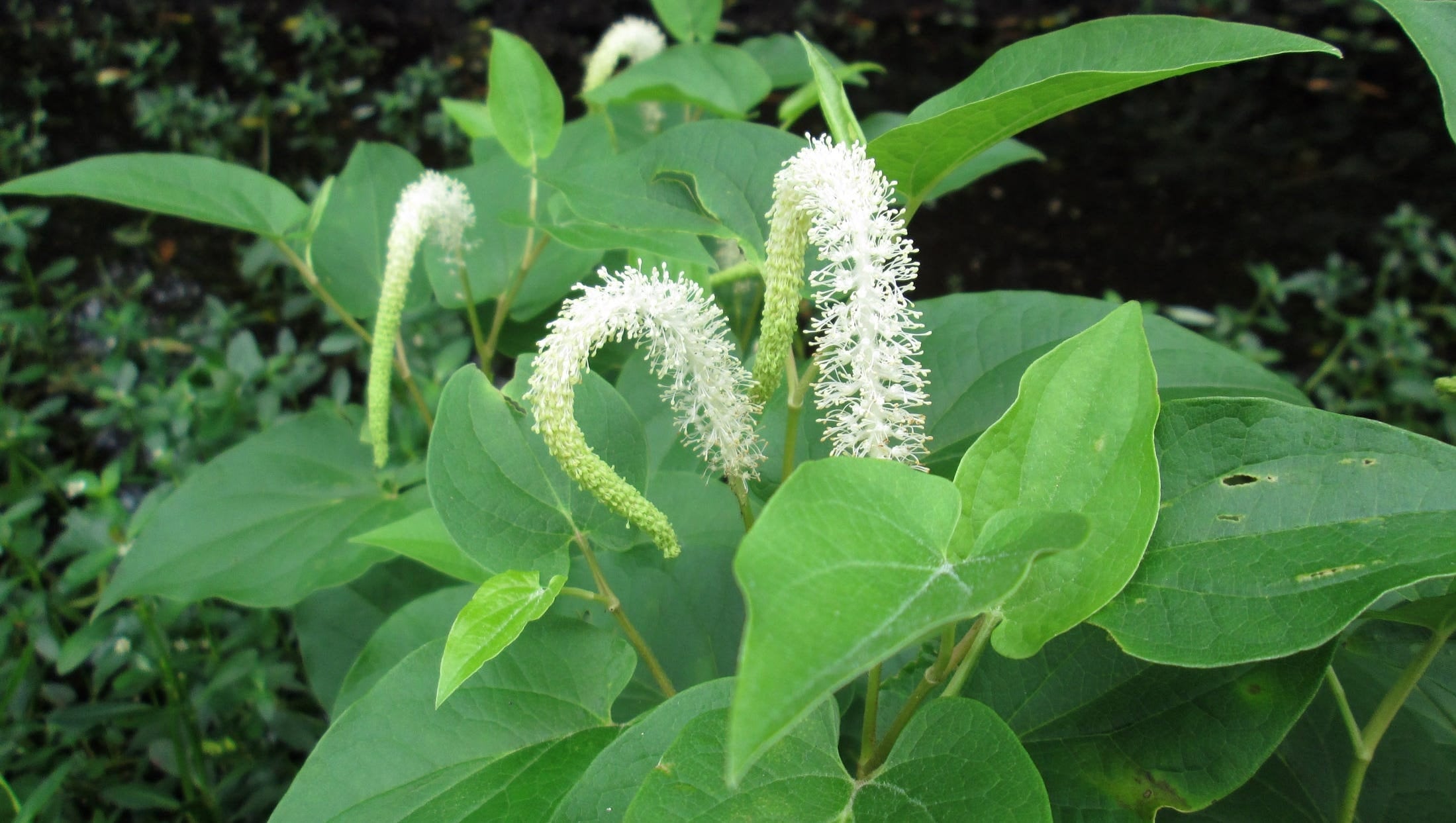 BUY 2 GET 1 FREE Chinese Lizard Tail saururus Chinensislive - Etsy