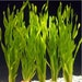 BUY 2 GET 1 FREE Corkscrew Val! (vallisneria Contortionist)-easy Live ...
