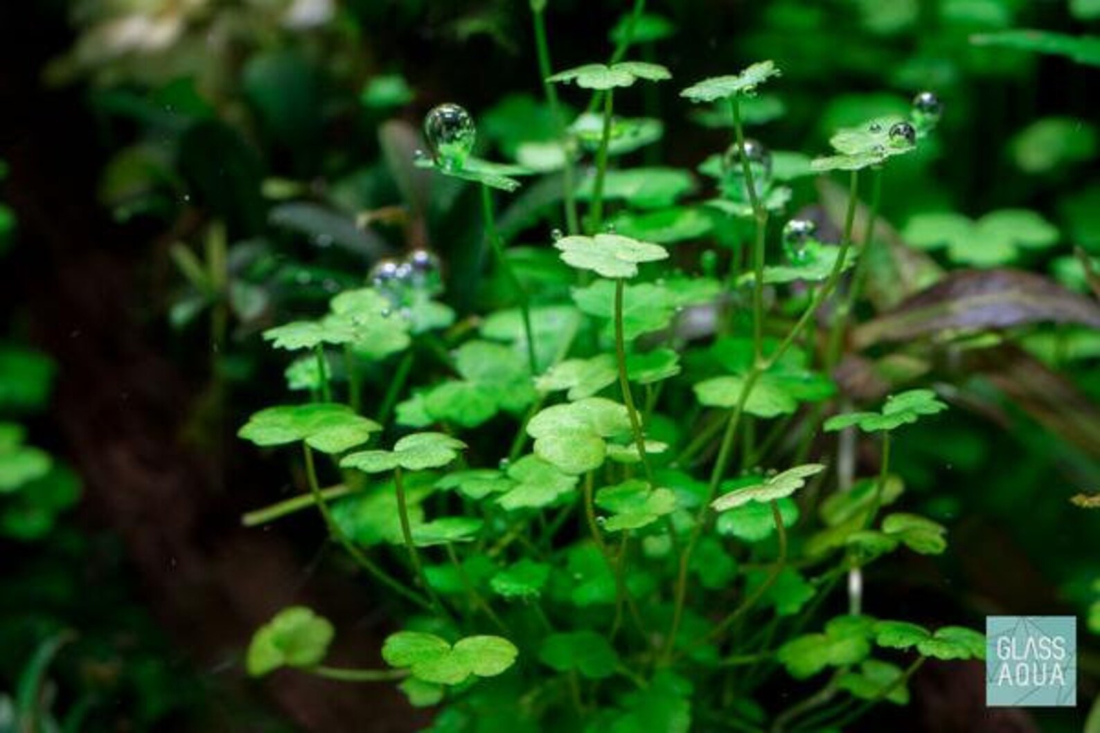 BUY 2 GET 1 FREE Hydrocotyle Tripartita Sp. Japan Easy Live - Etsy