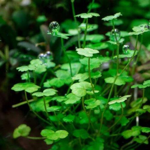 BUY 2 GET 1 FREE Pennywort hydrocotyle Speasy Live Aquarium - Etsy