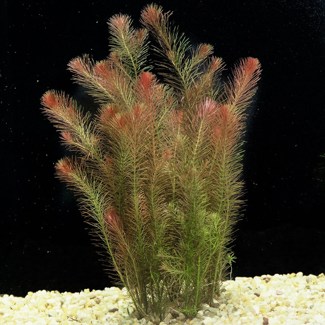 BUY 2 GET 1 FREE Rotala Wallichii (Whorly Rotala) — Florida Aquascaping