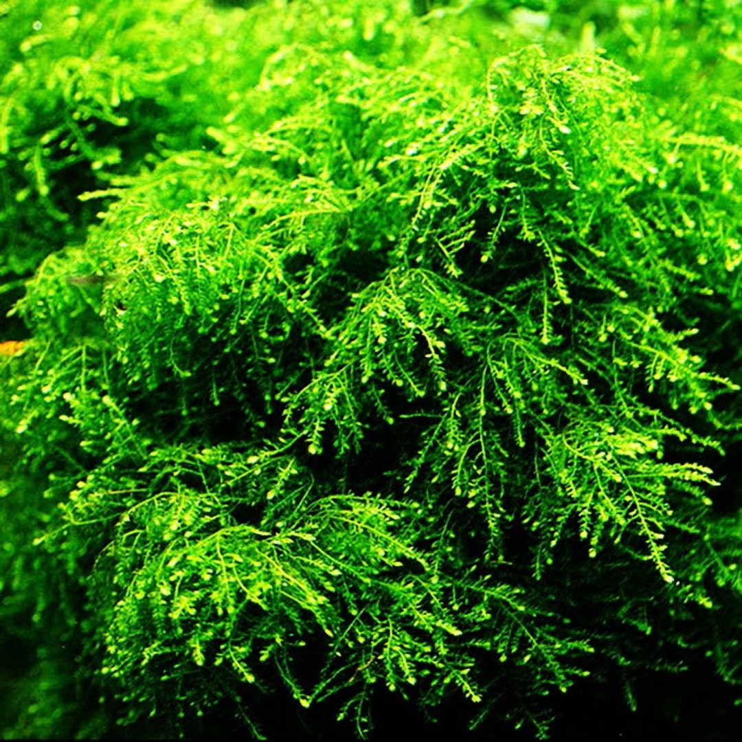 BUY 2 GET 1 FREE Weeping Moss! (vesicularia Ferriei)-easy Live Aquarium ...