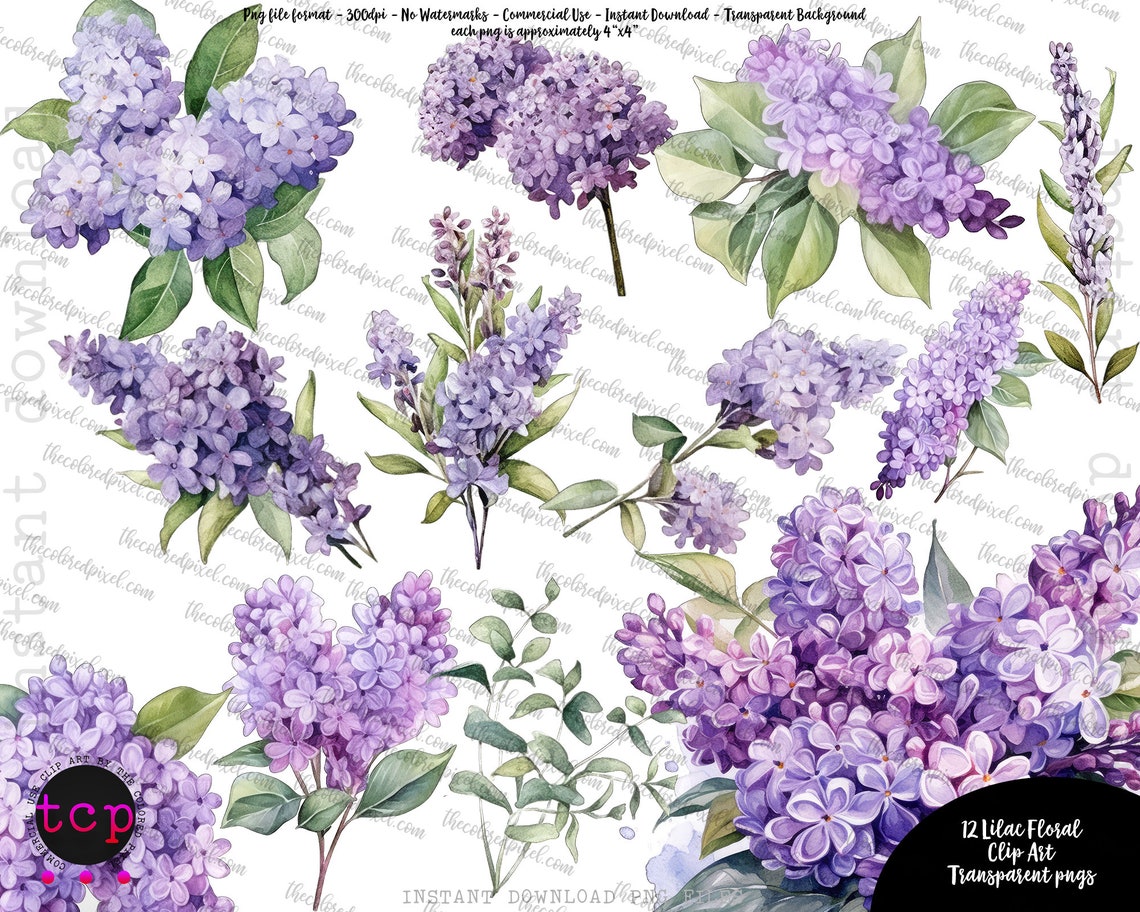 Watercolor Lilac Clipart: Floral Pngs, Commercial Use (digital Download ...
