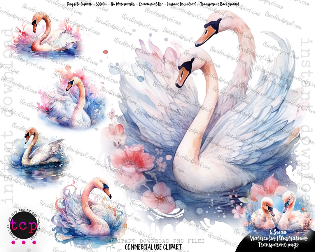 Watercolor Swans and Cygnets Pngs, Swan Clipart, Baby Swan Clipart ...