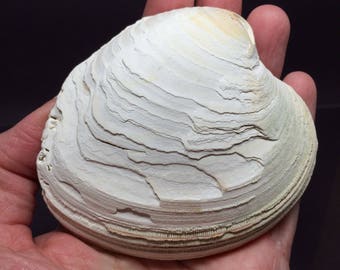 Petrified shell | Etsy