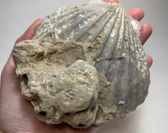 Fossilized shell | Etsy