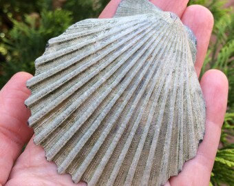 Petrified shell | Etsy
