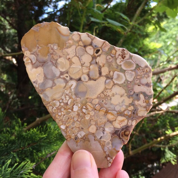 AUSTRALIAN AGATE Slab 5.1 Flat Stone Slice Both | Etsy
