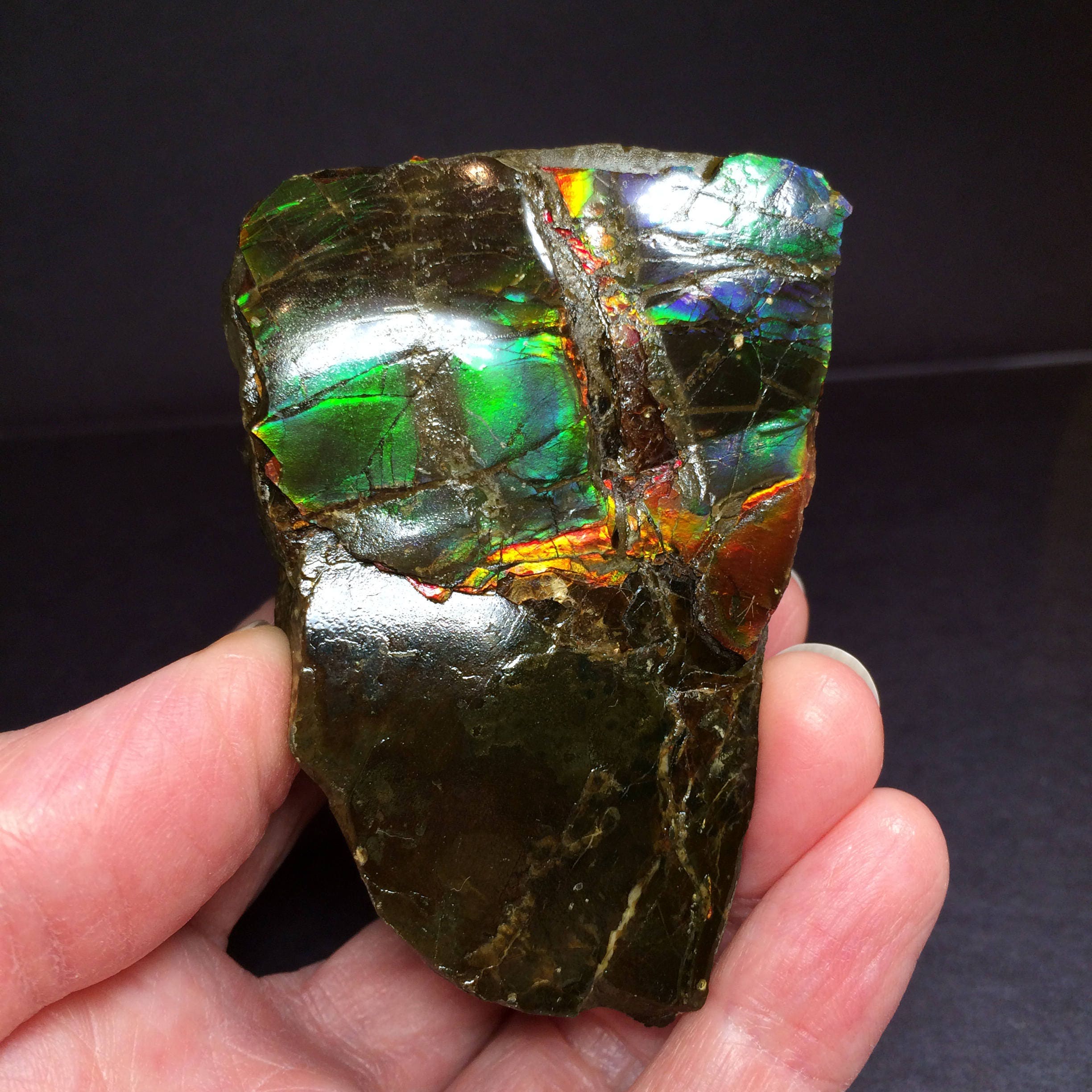 RARE AMMOLITE Raw Specimen - Organic Gemstone - Untreated - Unpolished ...