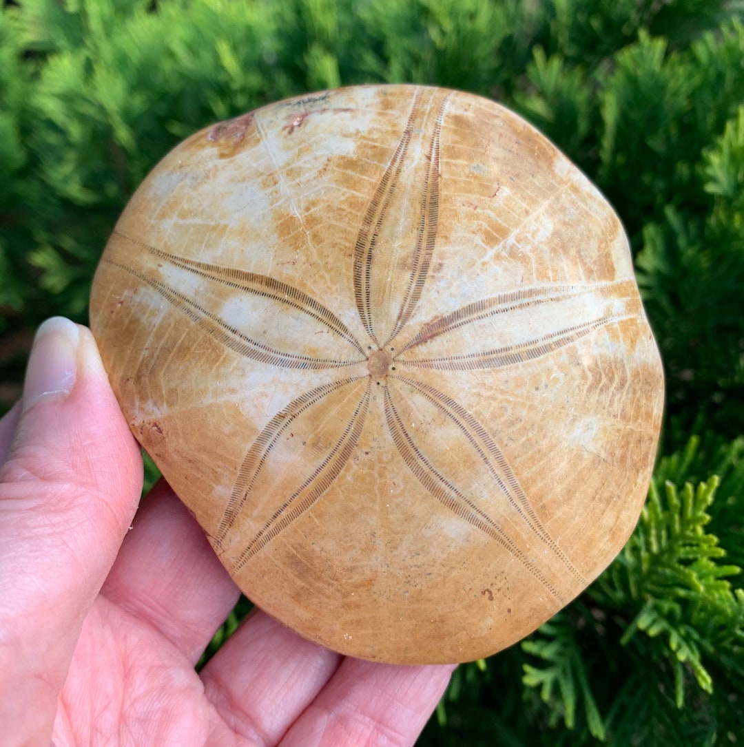 FOSSIL SAND DOLLAR 3.5" - Echinoderm - Fossilized Marine Invertebrate ...