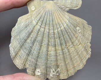 Fossil Scallop Shell - Etsy