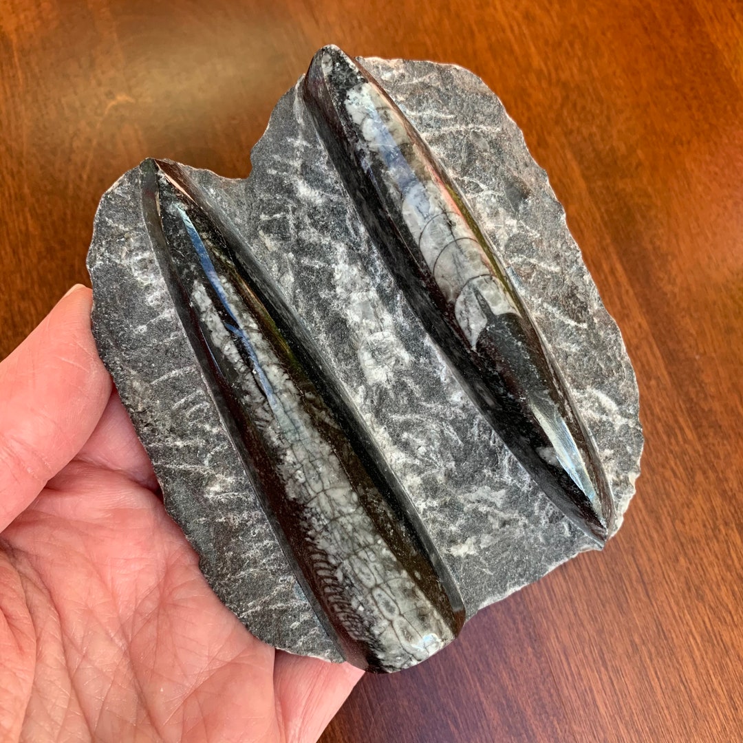 ORTHOCERAS FOSSIL Plate 4.1" - Natural Genuine Polished - Fossil ...